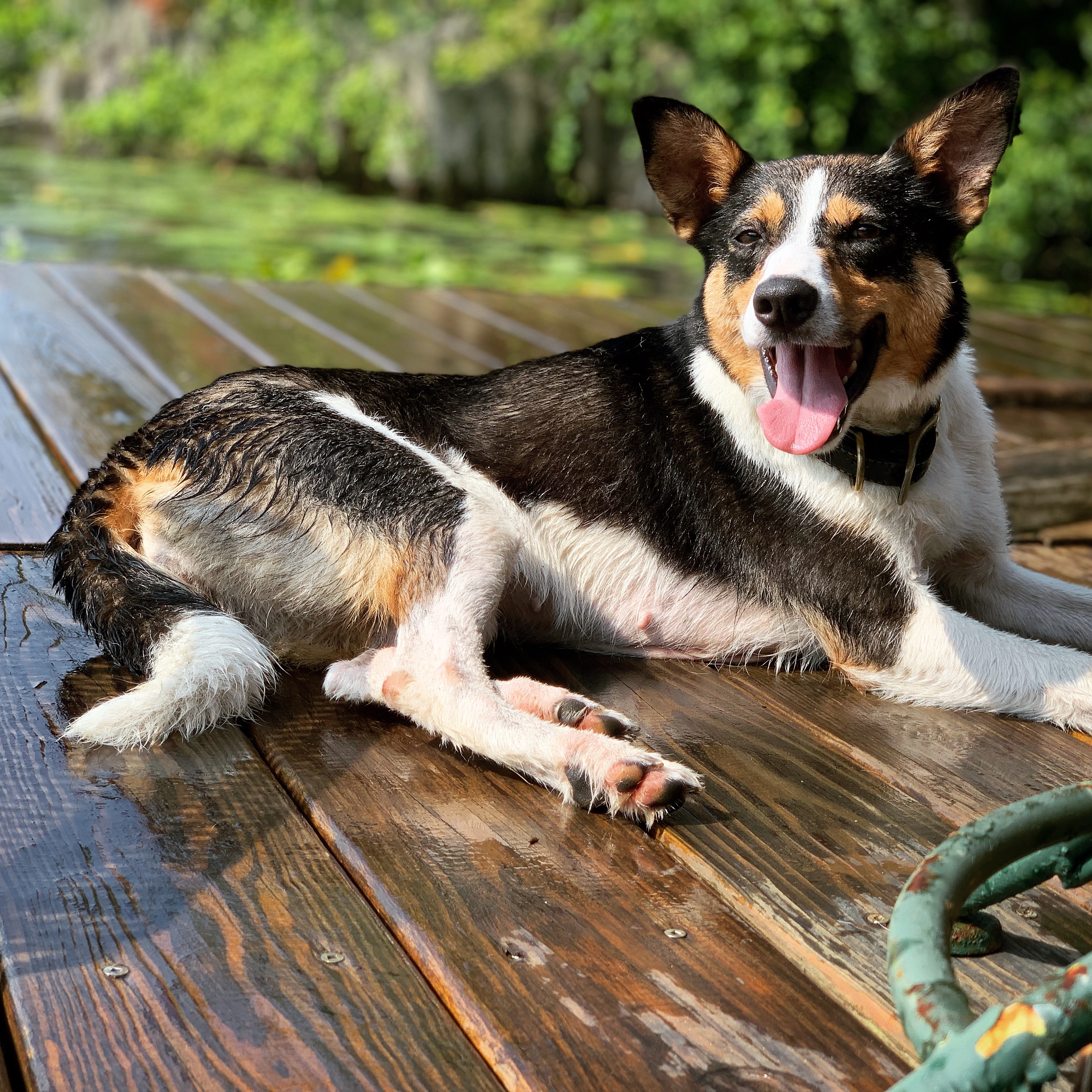 Pip | Brilliant Dogs